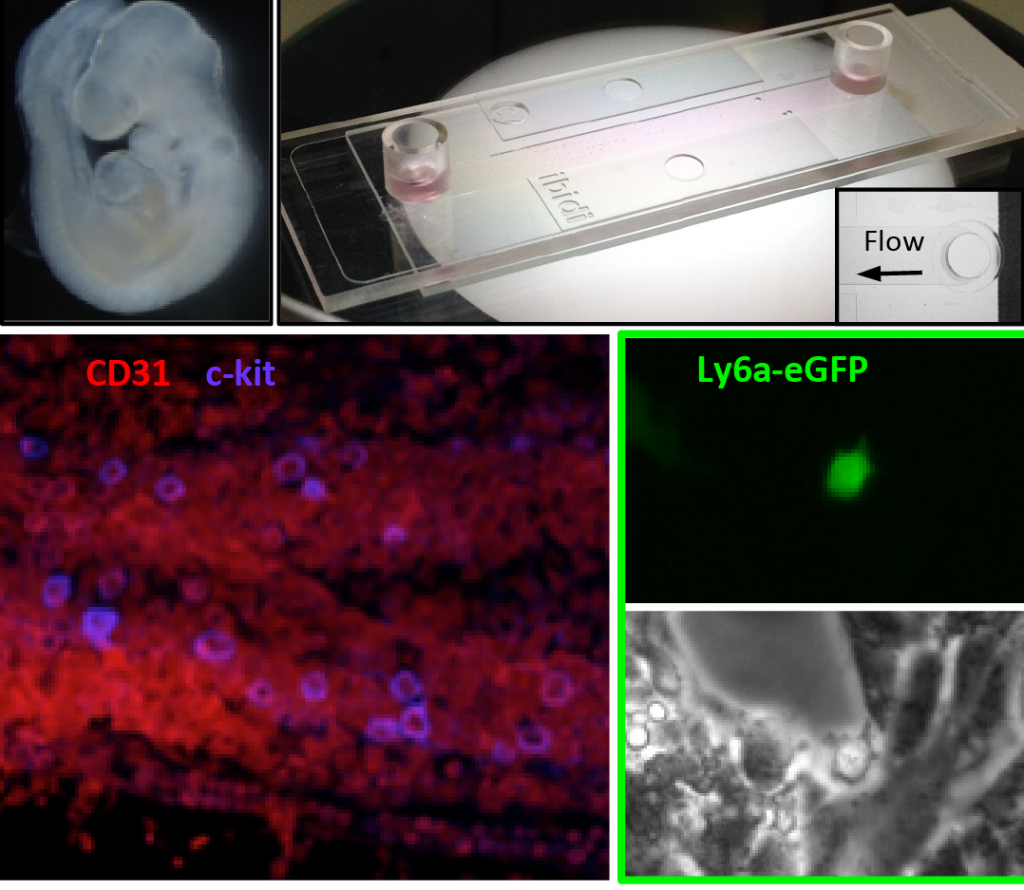 AGM shear – Wenzel Lab